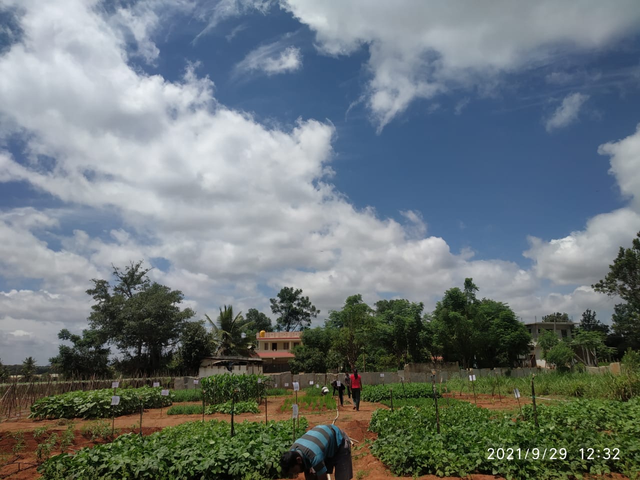 CROP MUSEUM – DEPARTMENT OF AGRICULTURAL EXTENSION, COLLEGE OF ...