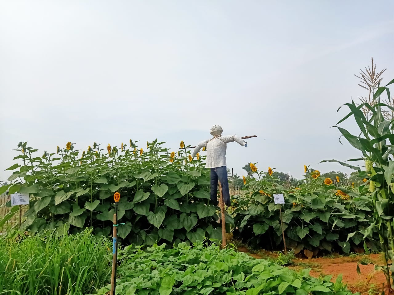 CROP MUSEUM – DEPARTMENT OF AGRICULTURAL EXTENSION, COLLEGE OF ...
