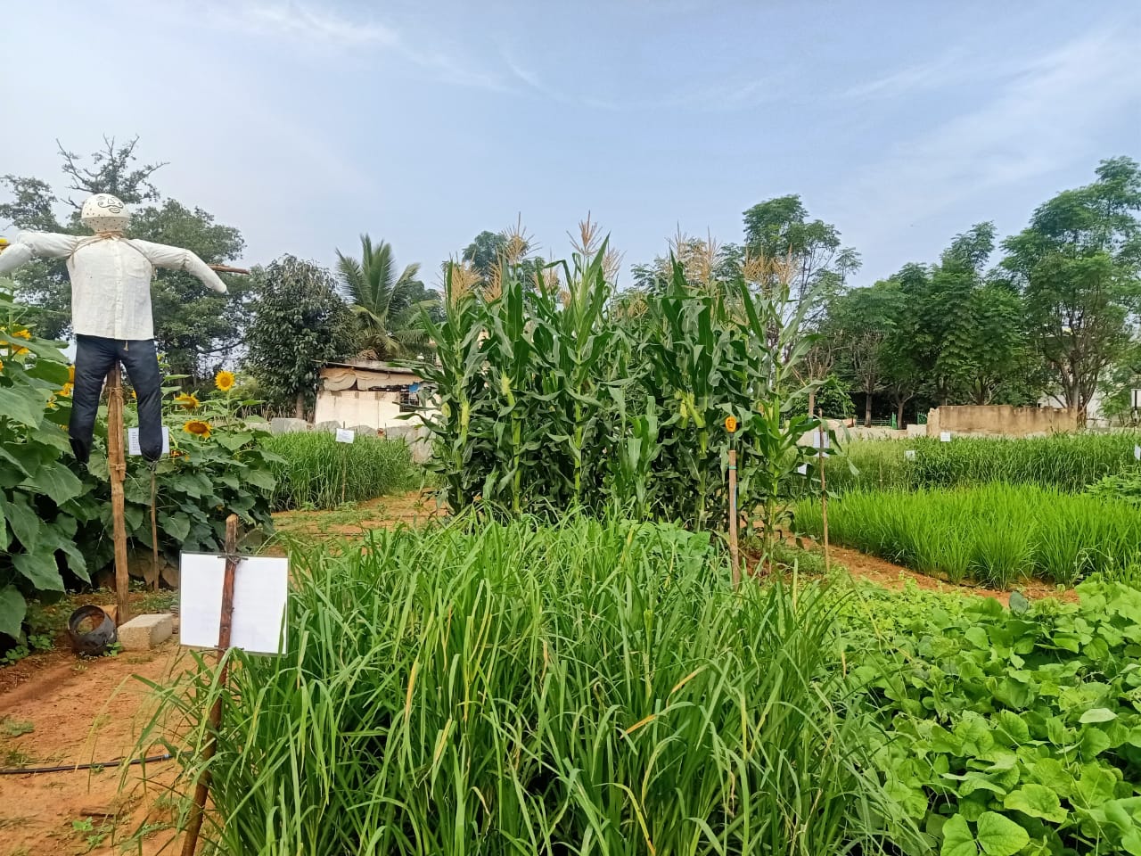 CROP MUSEUM – DEPARTMENT OF AGRICULTURAL EXTENSION, COLLEGE OF ...