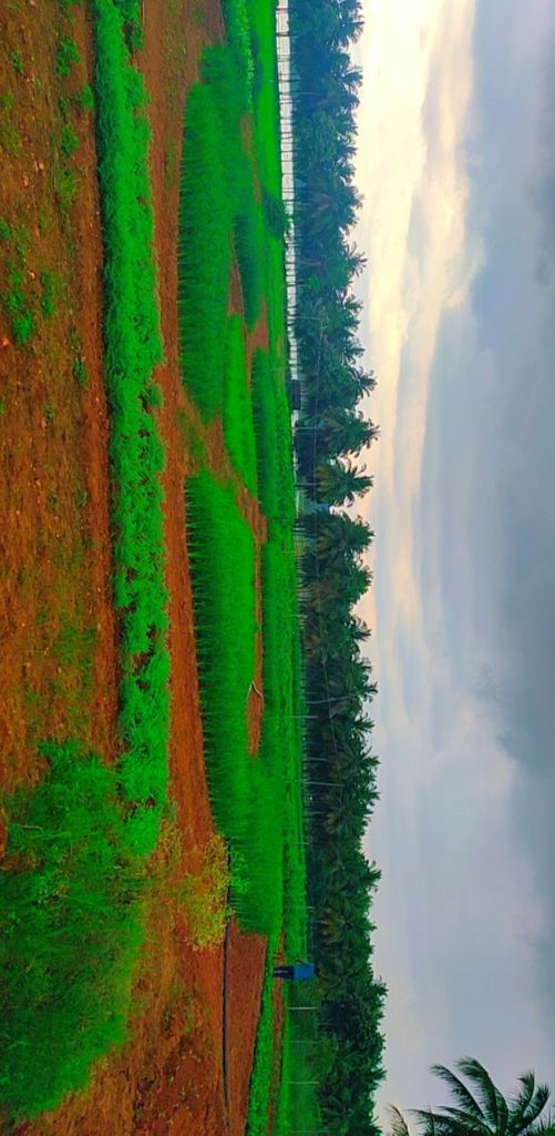 CROP MUSEUM – DEPARTMENT OF AGRICULTURAL EXTENSION, COLLEGE OF ...