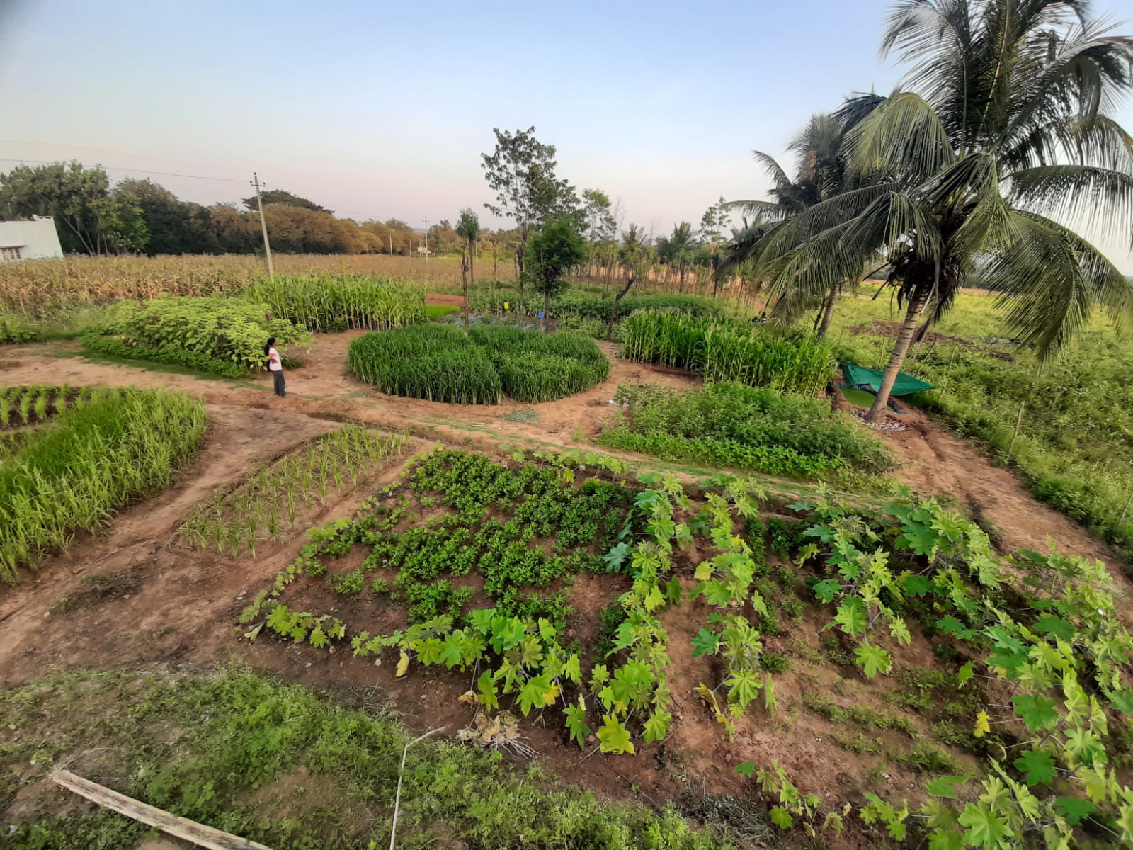 Crop museum – DEPARTMENT OF AGRICULTURAL EXTENSION, COLLEGE OF ...