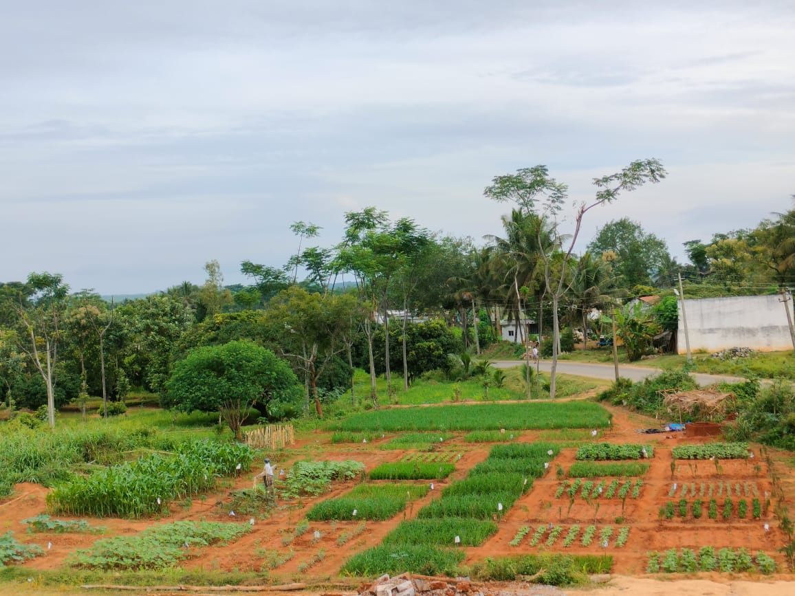 CROP MUSEUM – DEPARTMENT OF AGRICULTURAL EXTENSION, COLLEGE OF ...