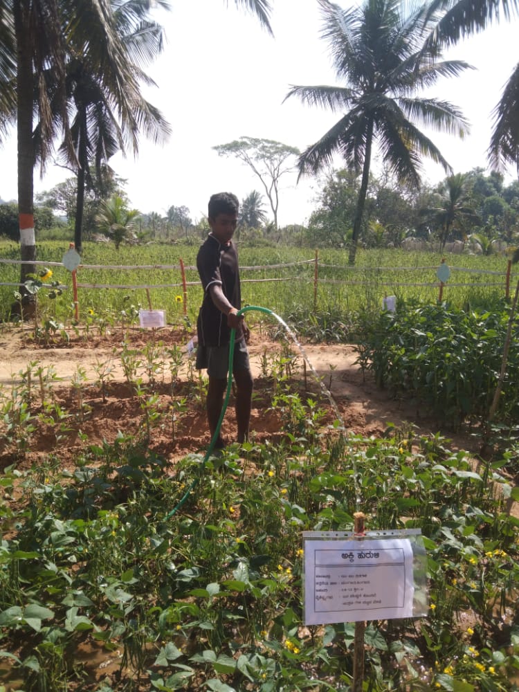 Crop museum – DEPARTMENT OF AGRICULTURAL EXTENSION, COLLEGE OF ...